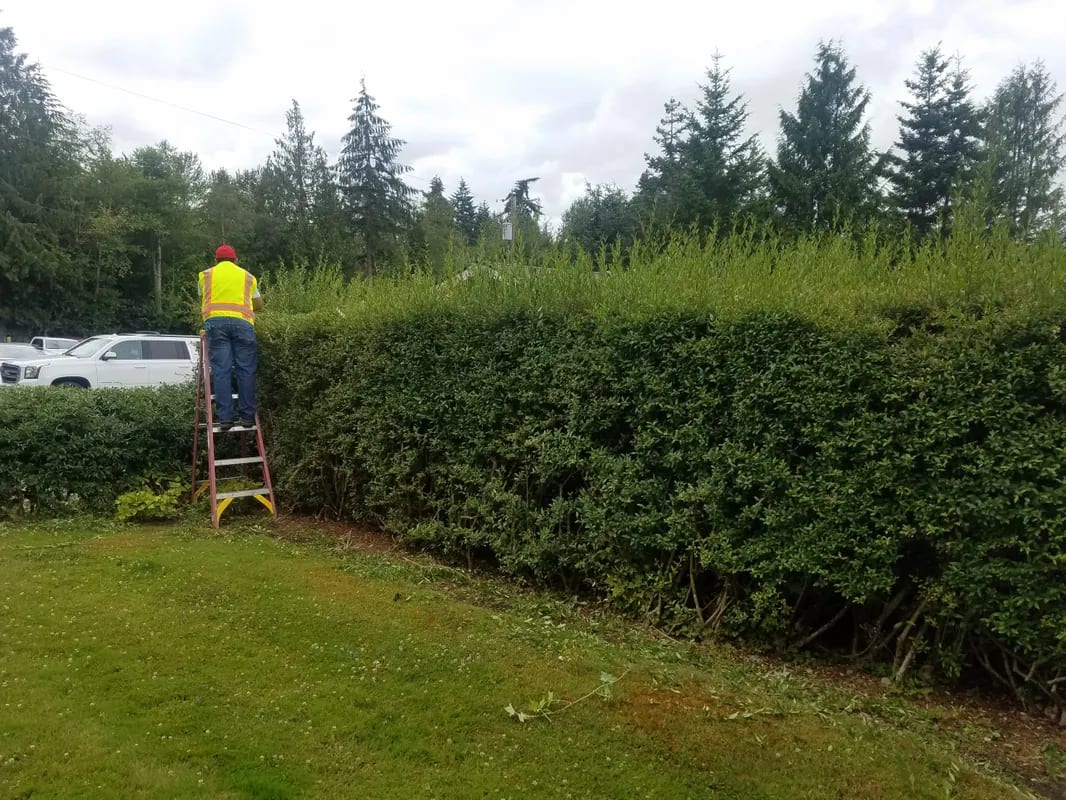 Corrective Tree Pruning Kirkland - Tree Service Redmond